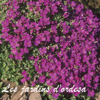 Aubrieta royal pourpre violette
