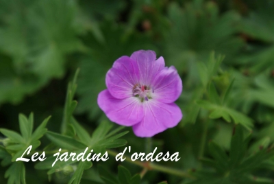 Géranium sanguineum elisabeth red,